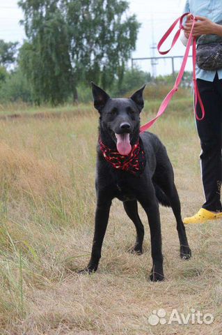 Овчаристый Тим ищет семью