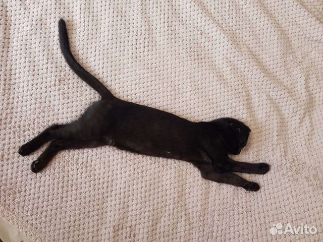 Кошечка вислоухая