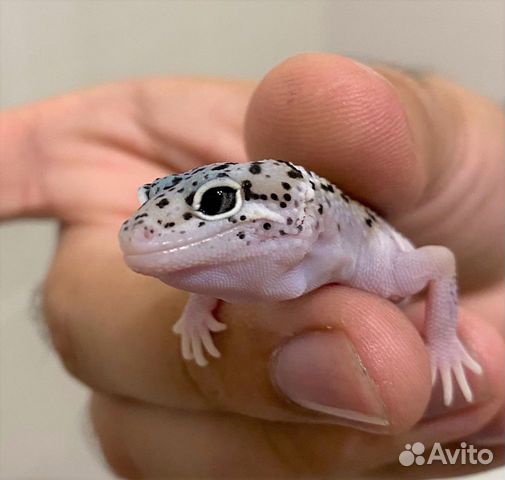 Эублефар