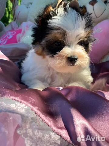 Шикарная девочка бивер йорка