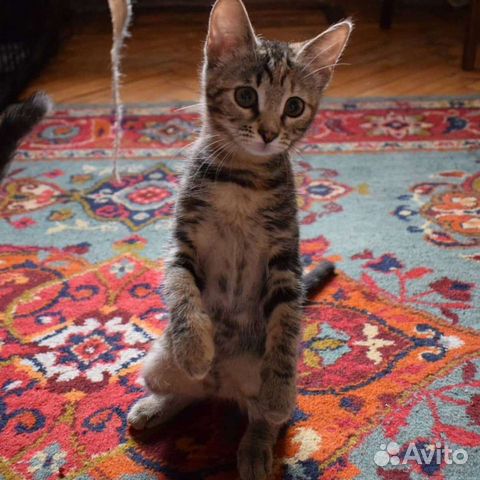 Котёнок Кнопка