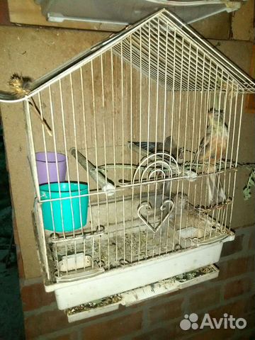 Певчие птицы