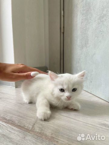 Кошки
