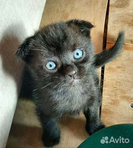 Продаётс котёнок девочка от британской кошки