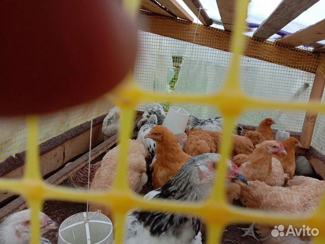 Петушки породных кур