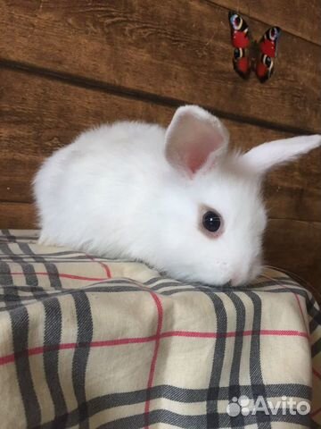 Карликовые домашние крольчата