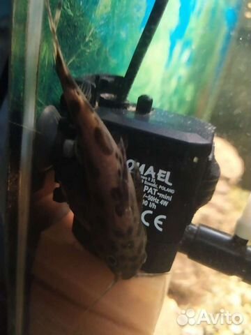 Сом таракатум