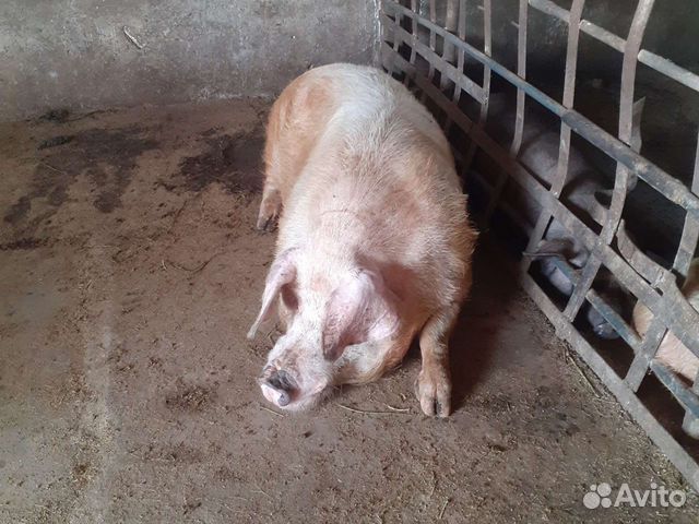 Продам хряков, покроем свиней