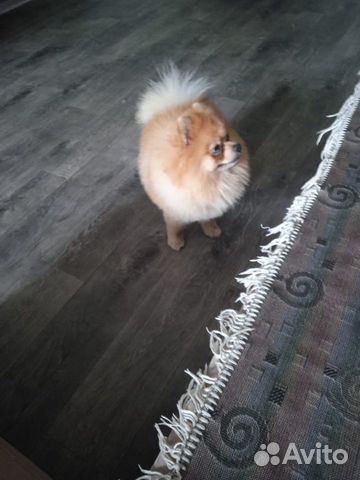 Померанский шпиц mini