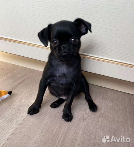 Пти брабансон