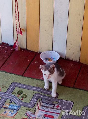 Котенок
