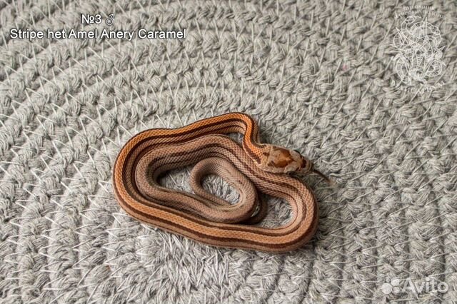 Змея маисовый полоз Страйп самец