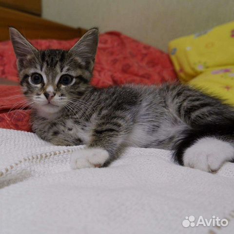 Кошка в дар