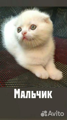 Белоснежные мальчики