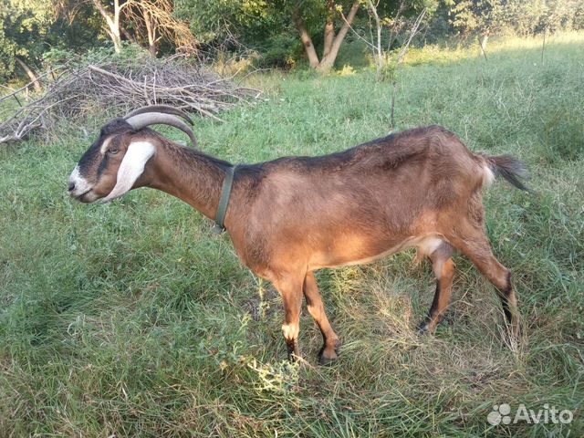 Нубийские козы