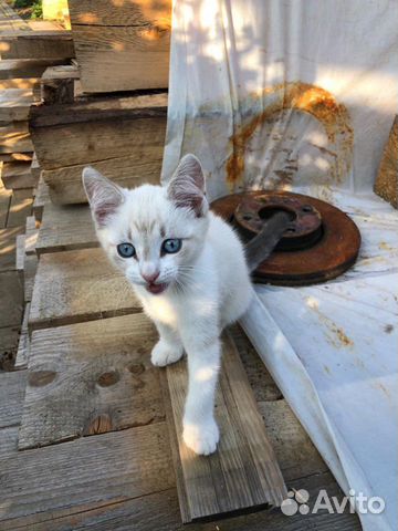 Котенок в добрые руки