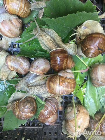 Крупные виноградные улитки