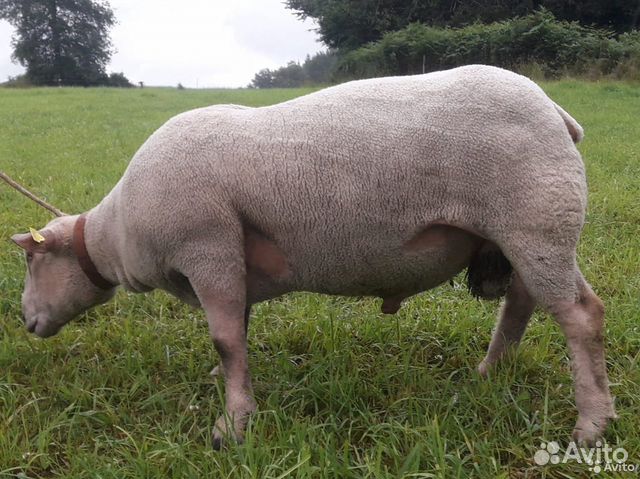 Овцы, бараны, класса Элита Европейских селекций