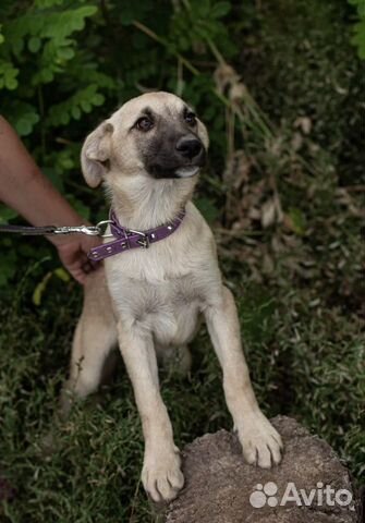 Щенок Дюша ищет свою семью в добрые руки