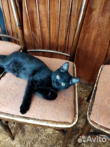 Отдам кошечку