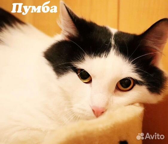 Он долго не протянет