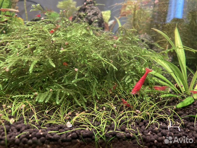 Продаю креветок и др