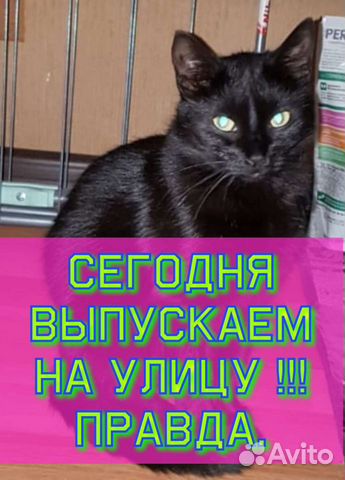 На улицу сегодня черную кошку