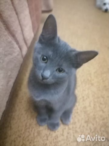 Кошки в добрые руки бесплатно