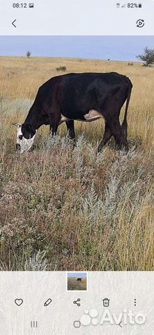 Корова(Первотелка)