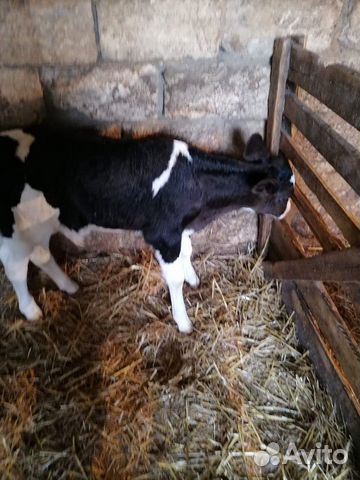 Продаются телята