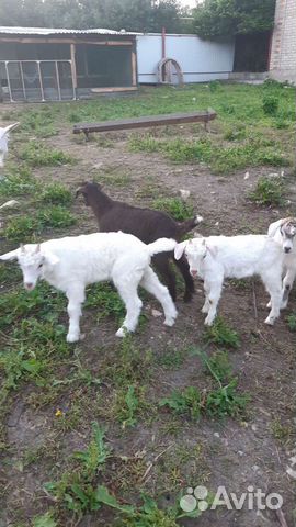 Козлята