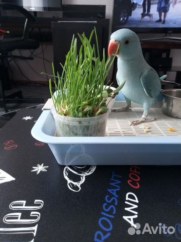 Птенцы ожерелового попугая