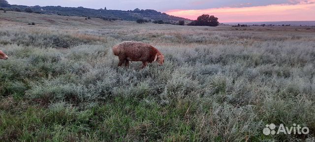 Курдючные баранчики на племя