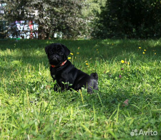 Щенки мопса