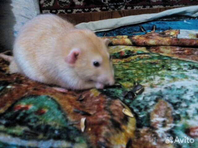Крыса дамбо с клеткой