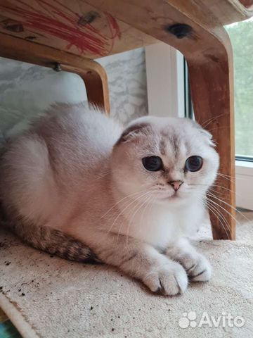 Ищем жениха на вязку