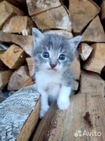 Котята