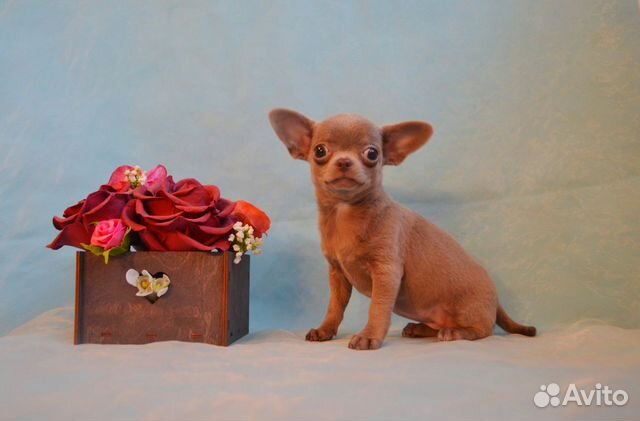 Лиловая девулечка чихуахуа