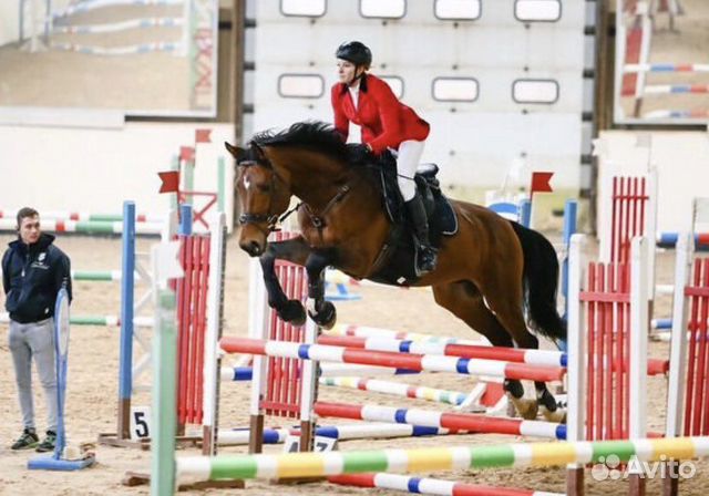 Брандебургский жеребец