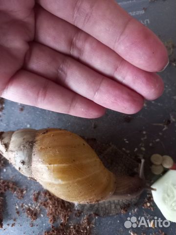 Улитки ахатины бесплатно