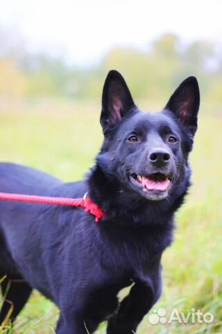 Ночку предали дважды. Теперь она в приюте бесплатн