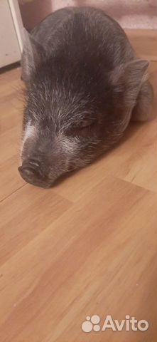 Пристрою мини пига