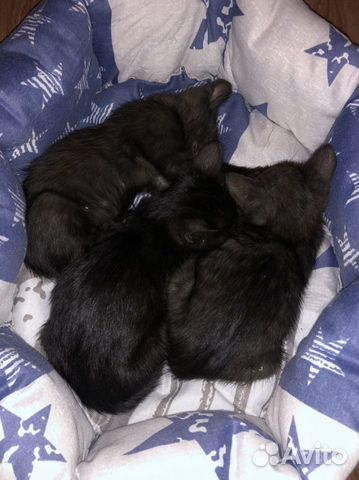 Котята в добрые руки даром