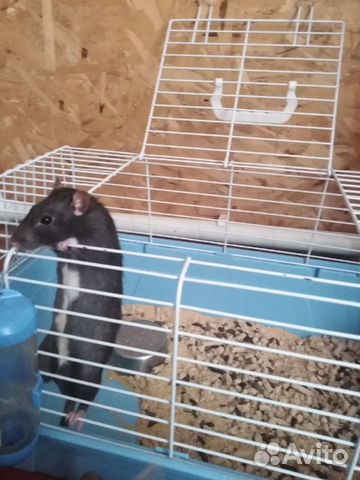 2 крыски и клетка