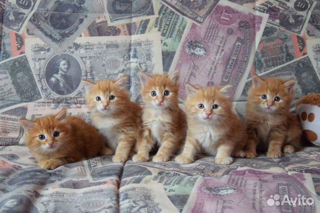 Котики Сибиряки