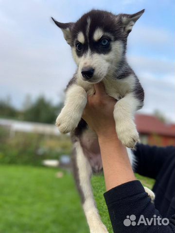 Сибирский хаски