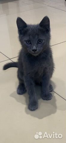 Котик бесплатно