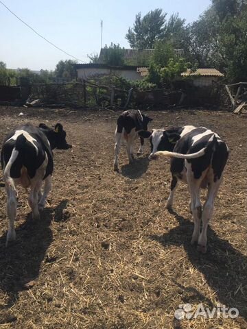 Бычки на откорм