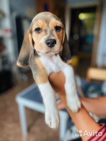 Щенки бигль