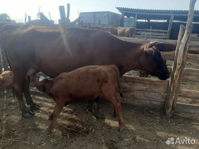 Корова с теленком